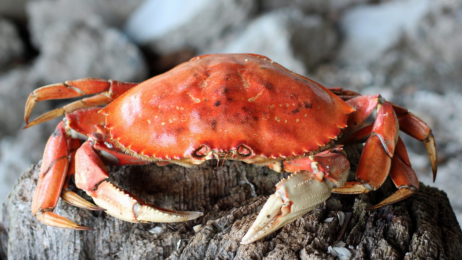 Redondo Crab 35th Anniversary 1 - saltys.com